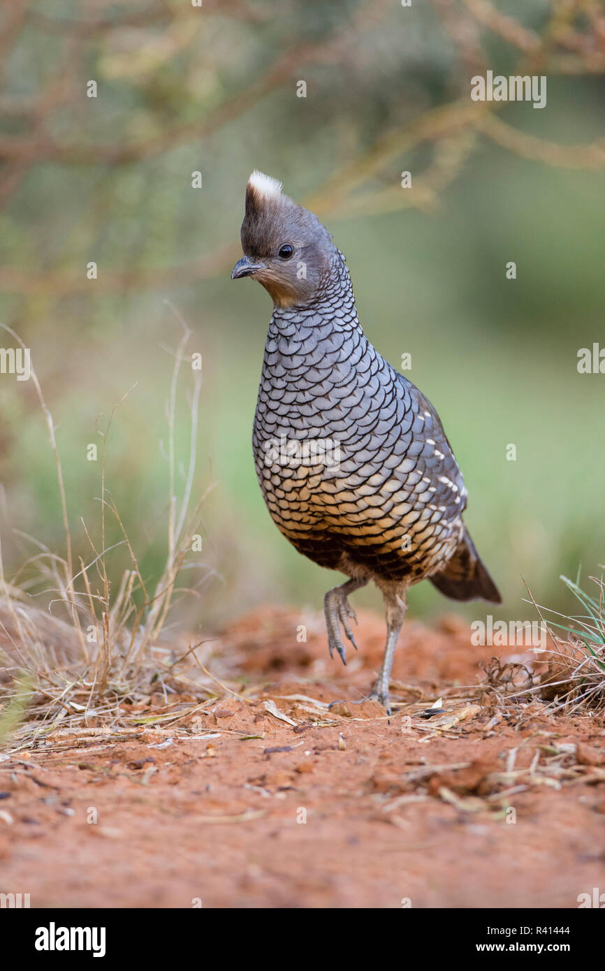 Blue scaled quail bird hi-res stock photography and images - Alamy