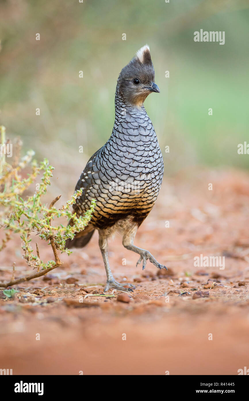 Blue scaled quail bird hi-res stock photography and images - Alamy