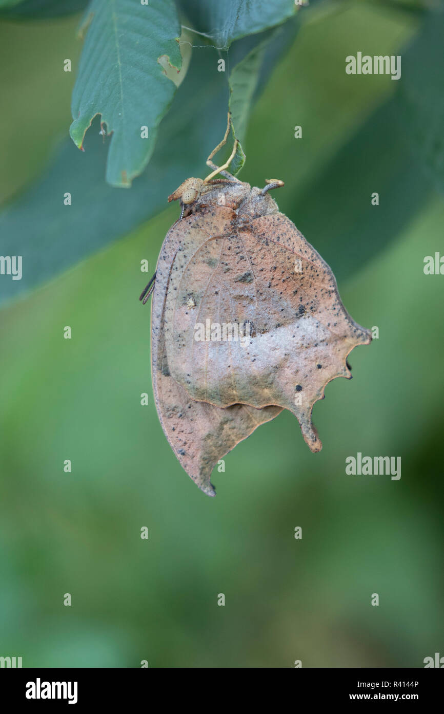 Tropical leafwing hi-res stock photography and images - Alamy