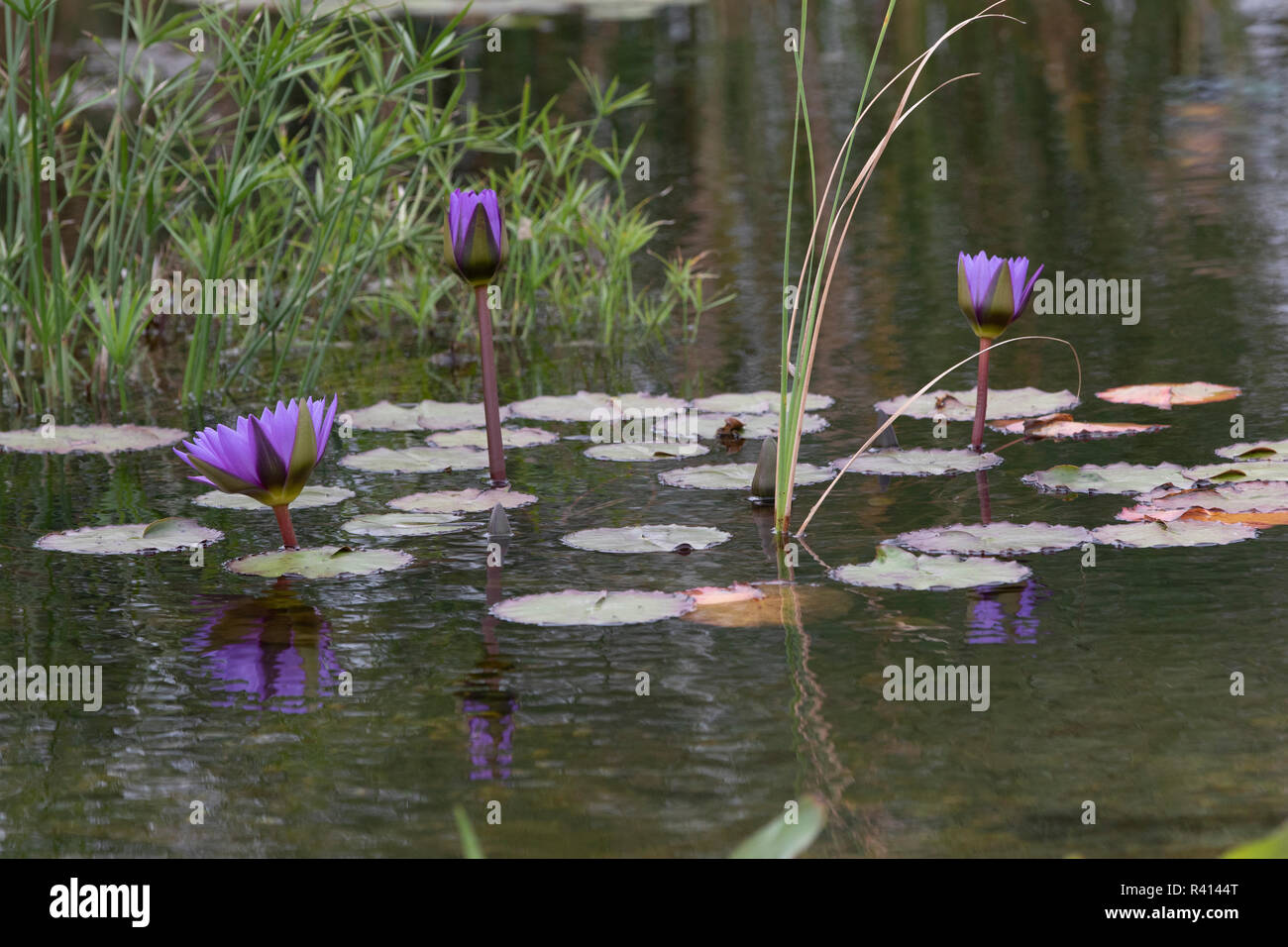 Ornamental Water Lilies in water feature Stock Photo - Alamy