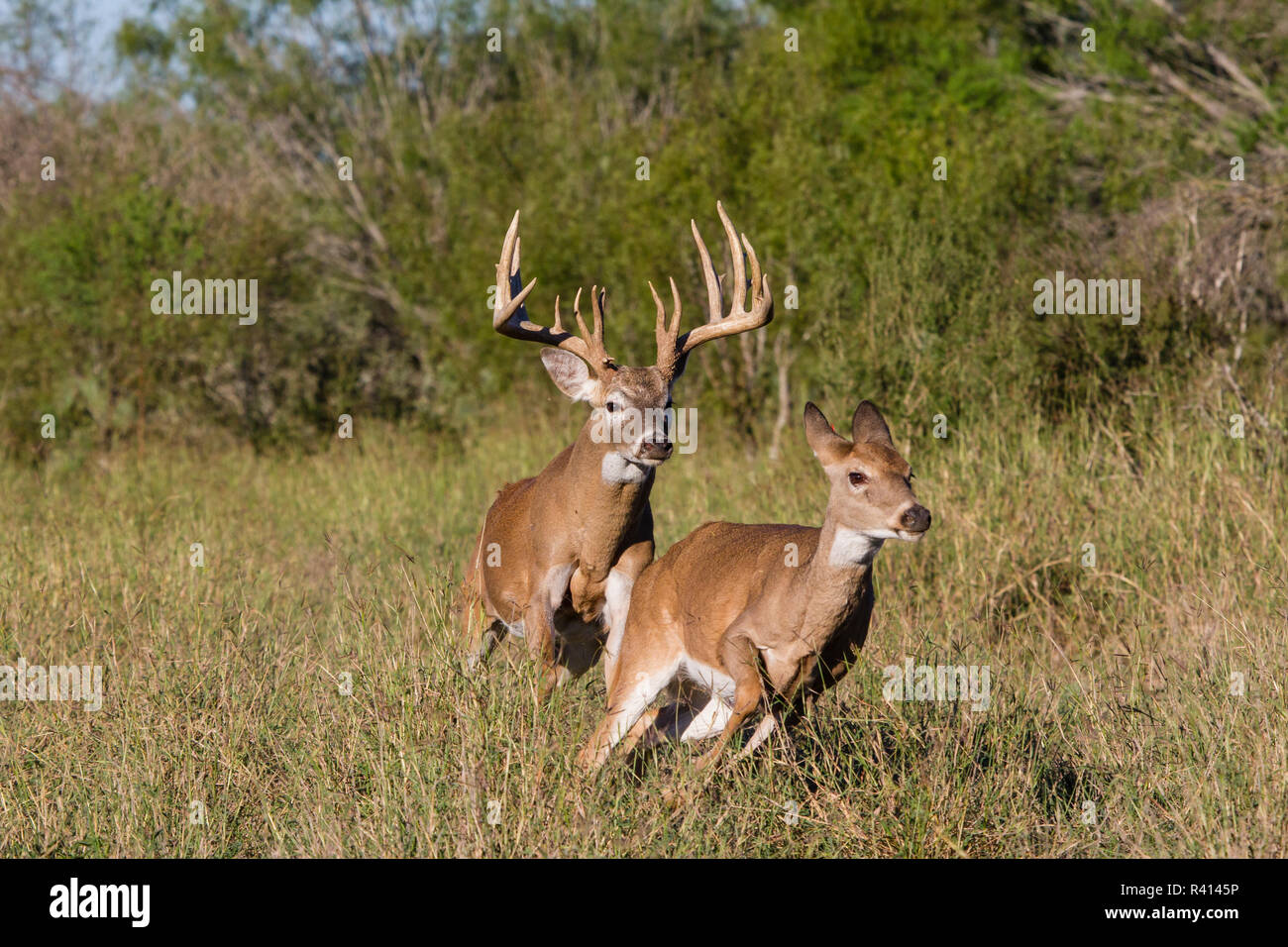 White-tailed Deer (Odocoileus virginianus) male pursuing female for ...
