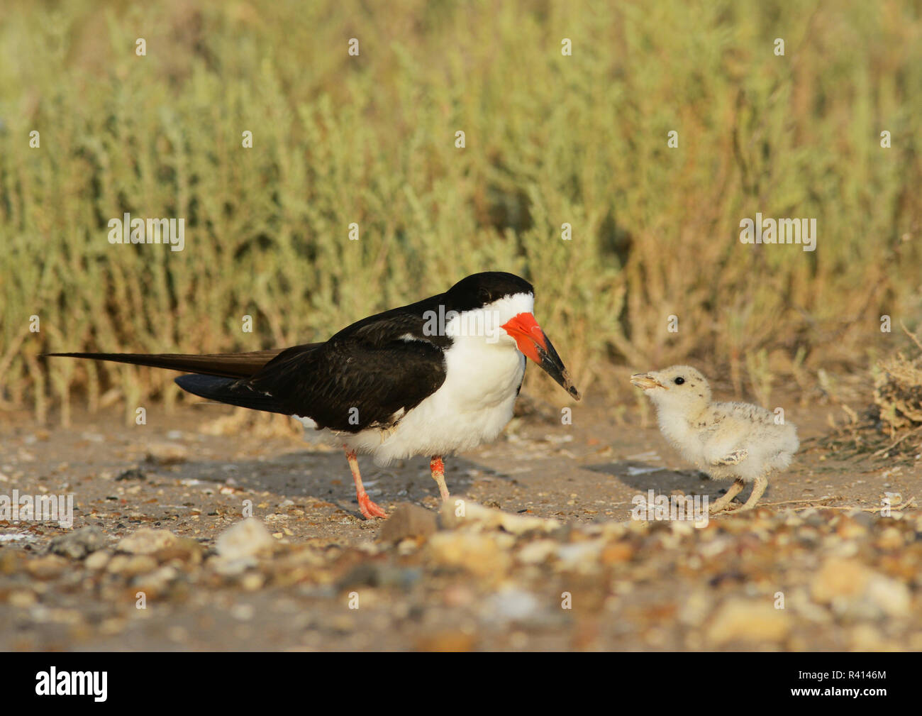 Black Skimmer (Rynchops Niger), adult with young, Port Isabel, Laguna ...