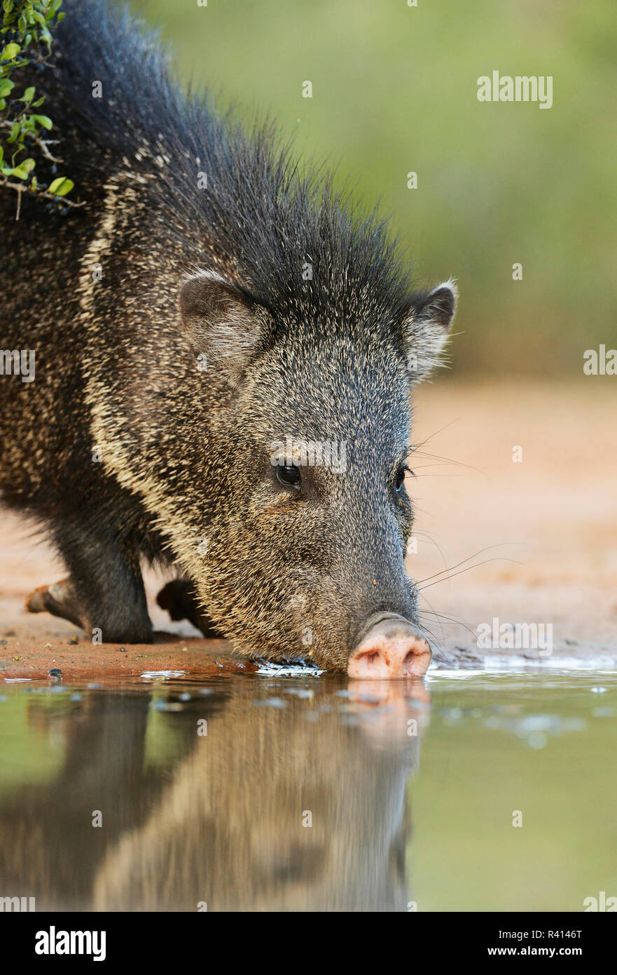 Female javelina hi-res stock photography and images - Alamy