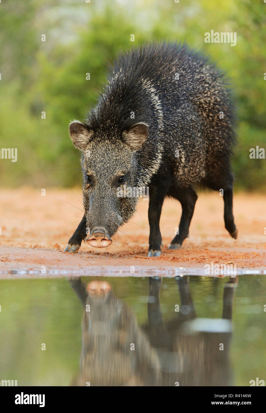Female javelina hi-res stock photography and images - Alamy