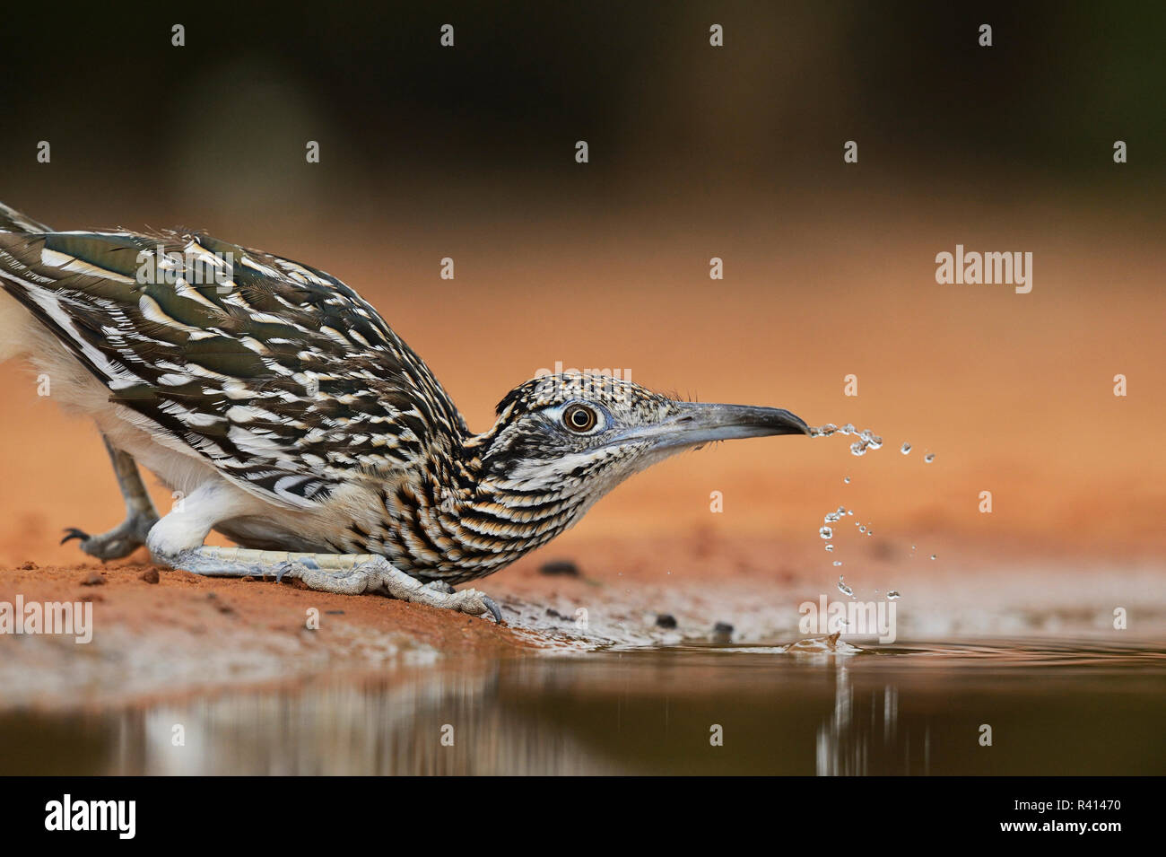 Adult roadrunner hi-res stock photography and images - Alamy