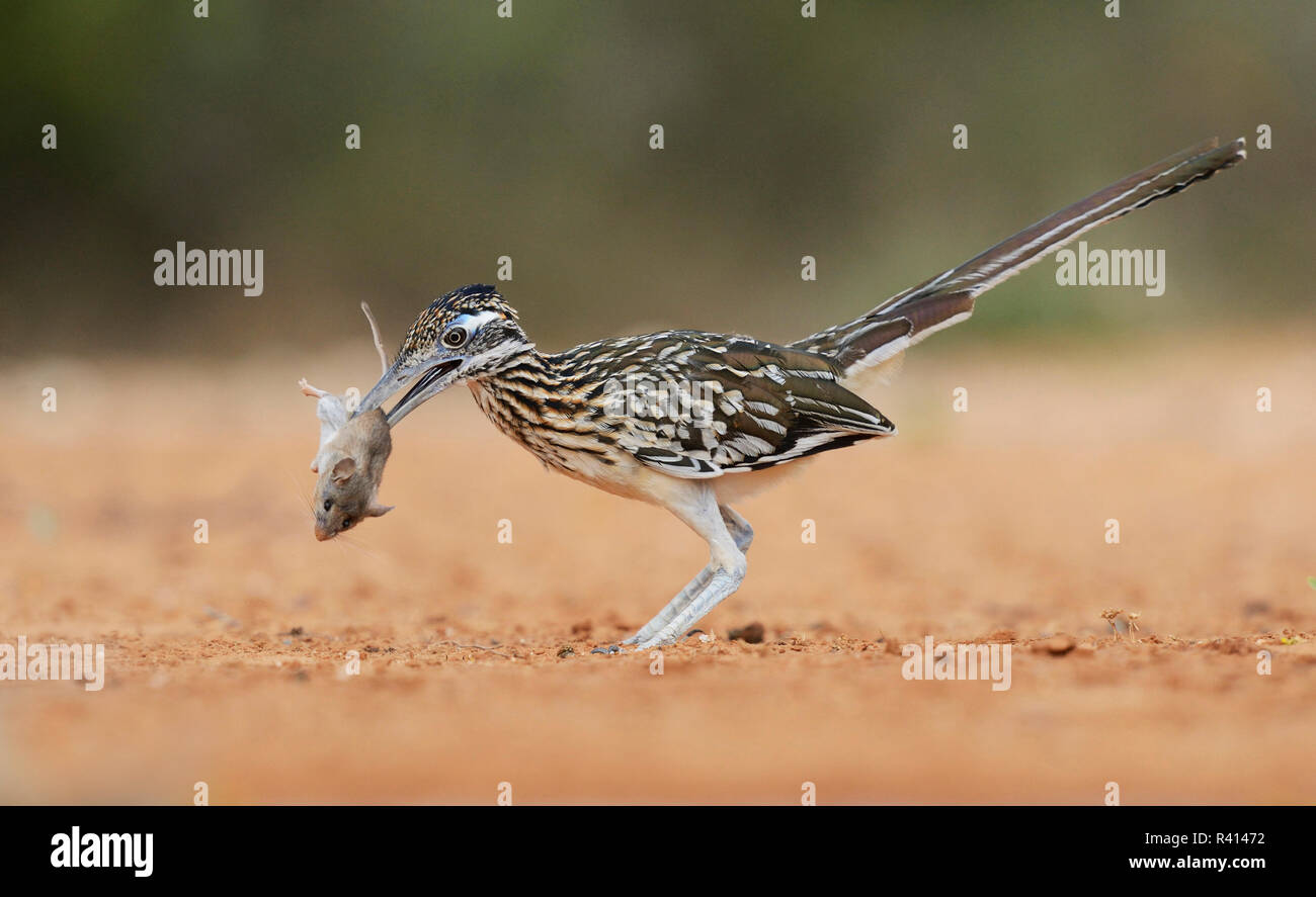 Greater Roadrunner (Geococcyx Californianus), adult with mouse prey ...