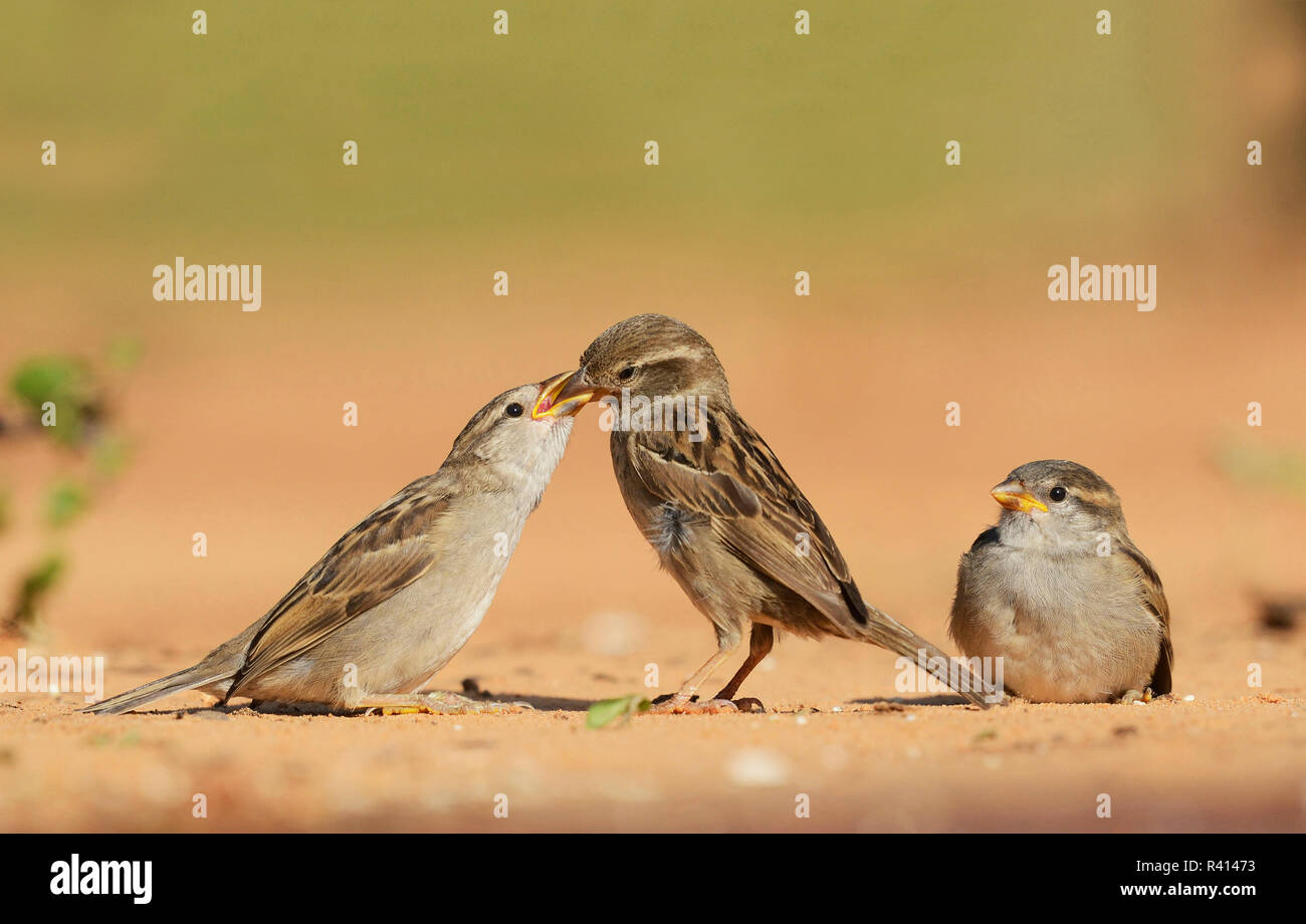 Texas sparrow hi-res stock photography and images - Alamy