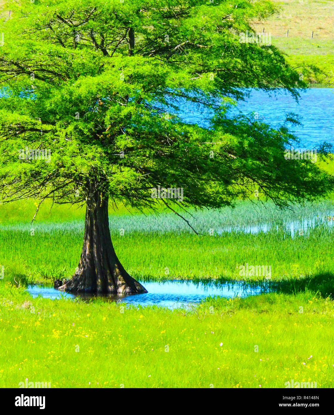 Texas cypress tree hi-res stock photography and images - Alamy