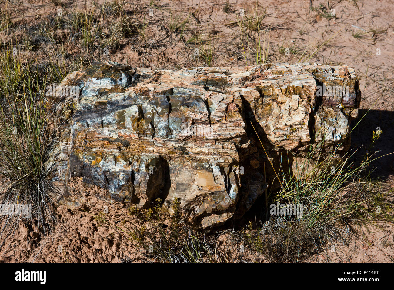 USA, Utah, Escalante Petrified Forest State Park, Petrified Wood Stock ...