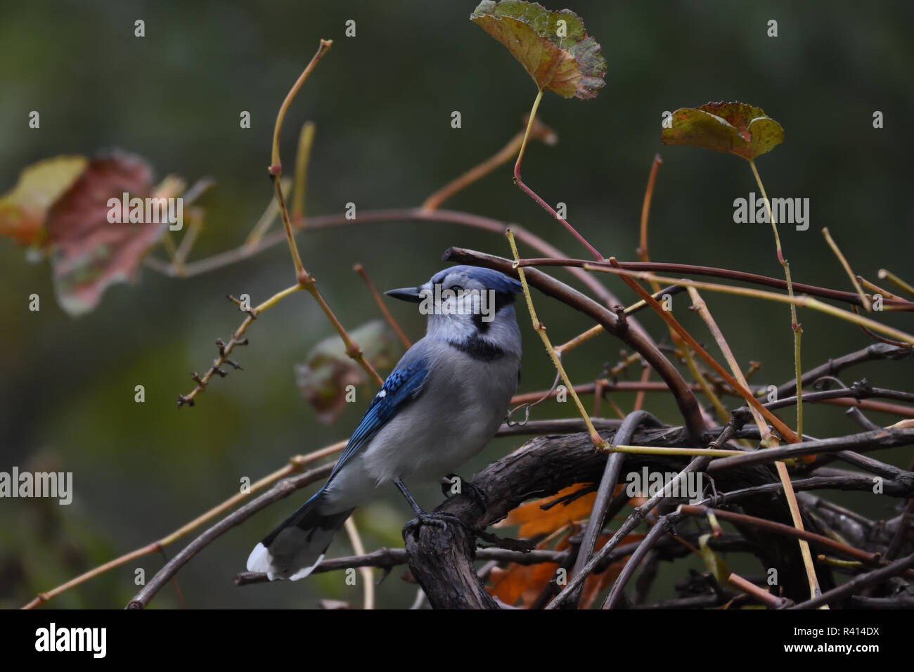 Male blue jay hi-res stock photography and images - Alamy