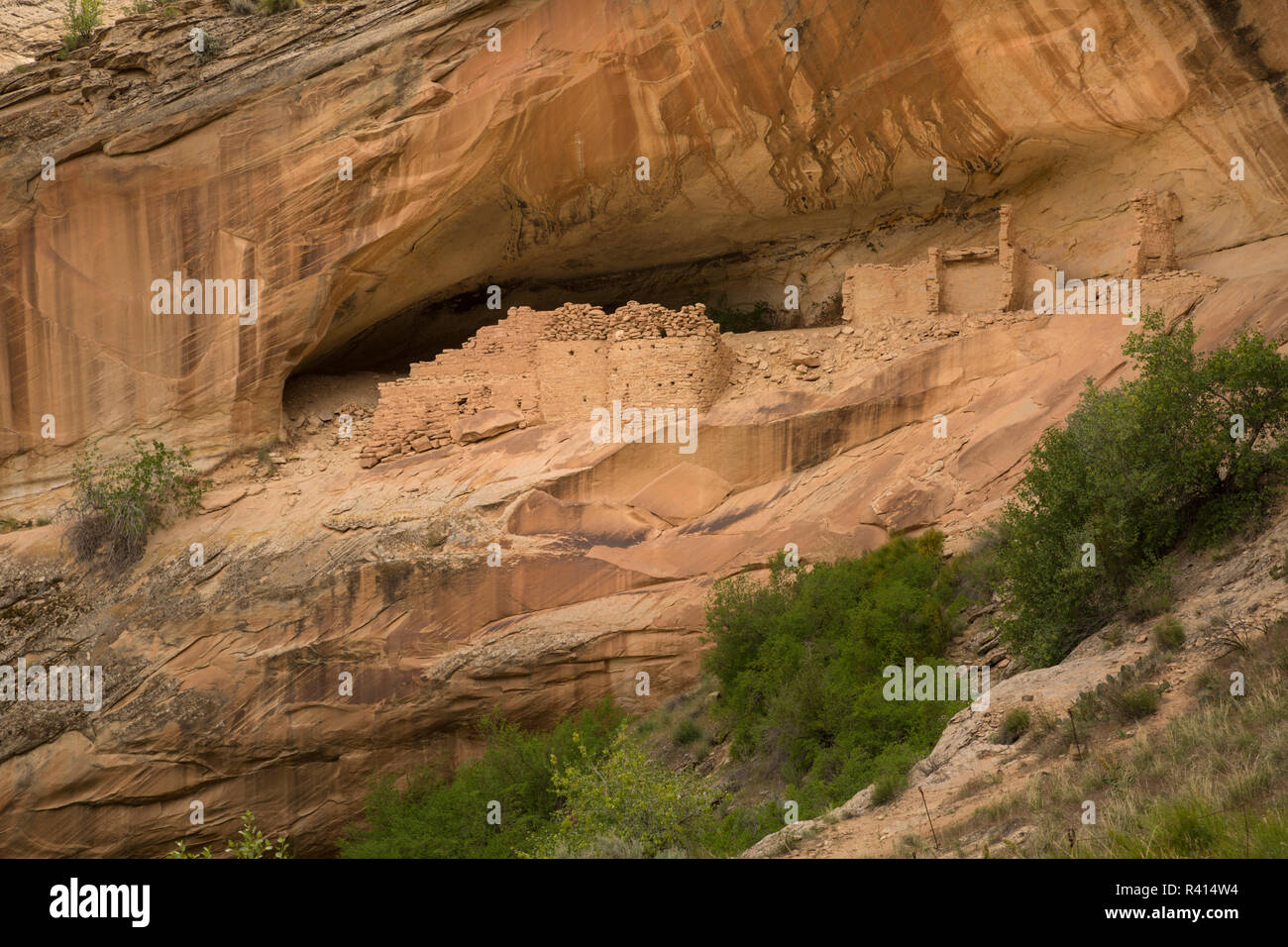 USA, Utah, Bears Ears National Monument. Monarch Cave ruins left by ...