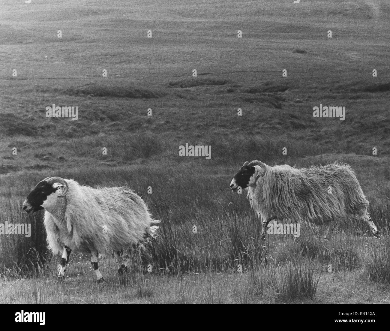 Scotland wool agriculture Black and White Stock Photos & Images - Alamy