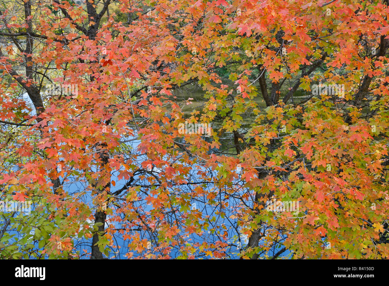 Maple Trees in autumn colors with backdrop of Logan River, Utah Stock ...