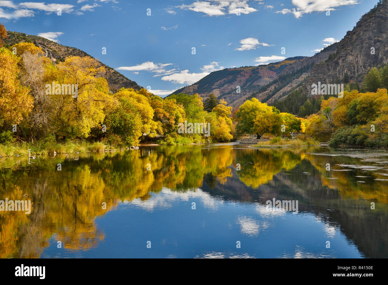 Cottonwoods, Maple and oak trees in fall color along Logan River, Utah ...
