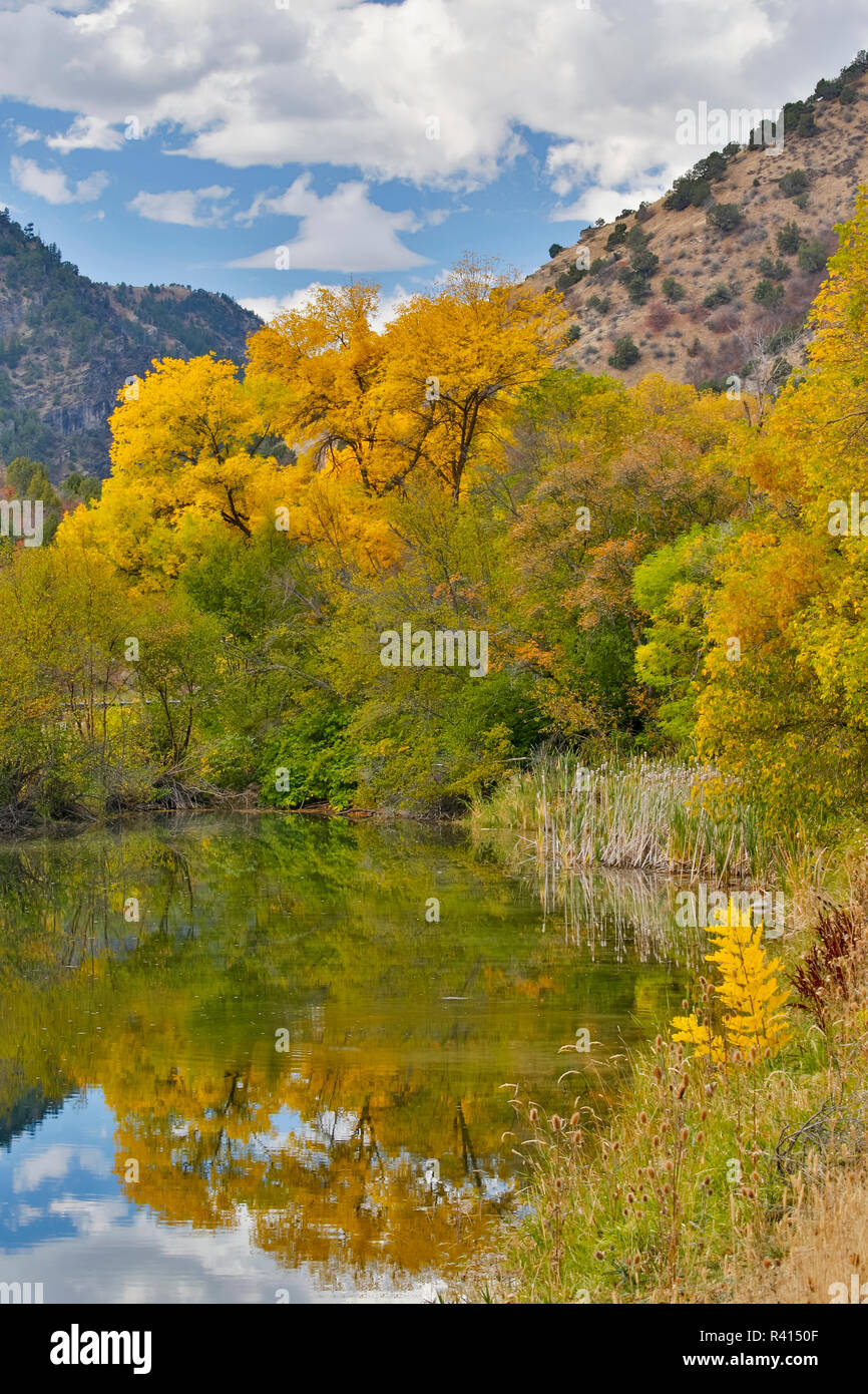 Cottonwoods, Maple and oak trees in fall color along Logan River, Utah ...