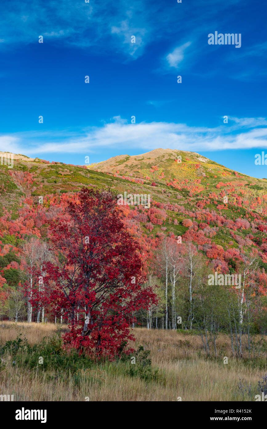 Gambel oak hi-res stock photography and images - Alamy