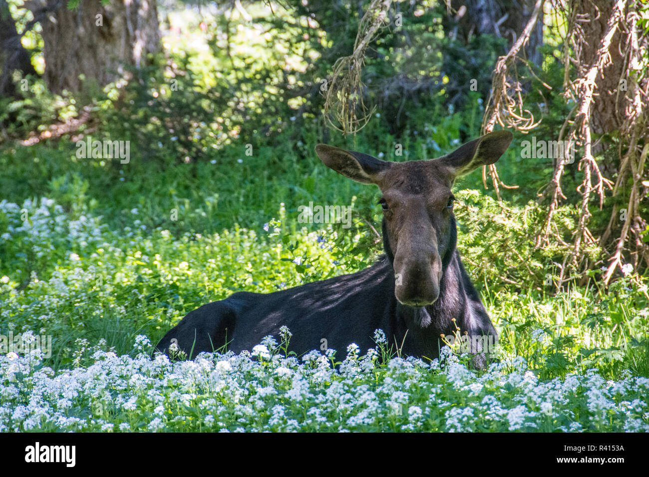 Wildflowers in albion basin hi-res stock photography and images - Alamy
