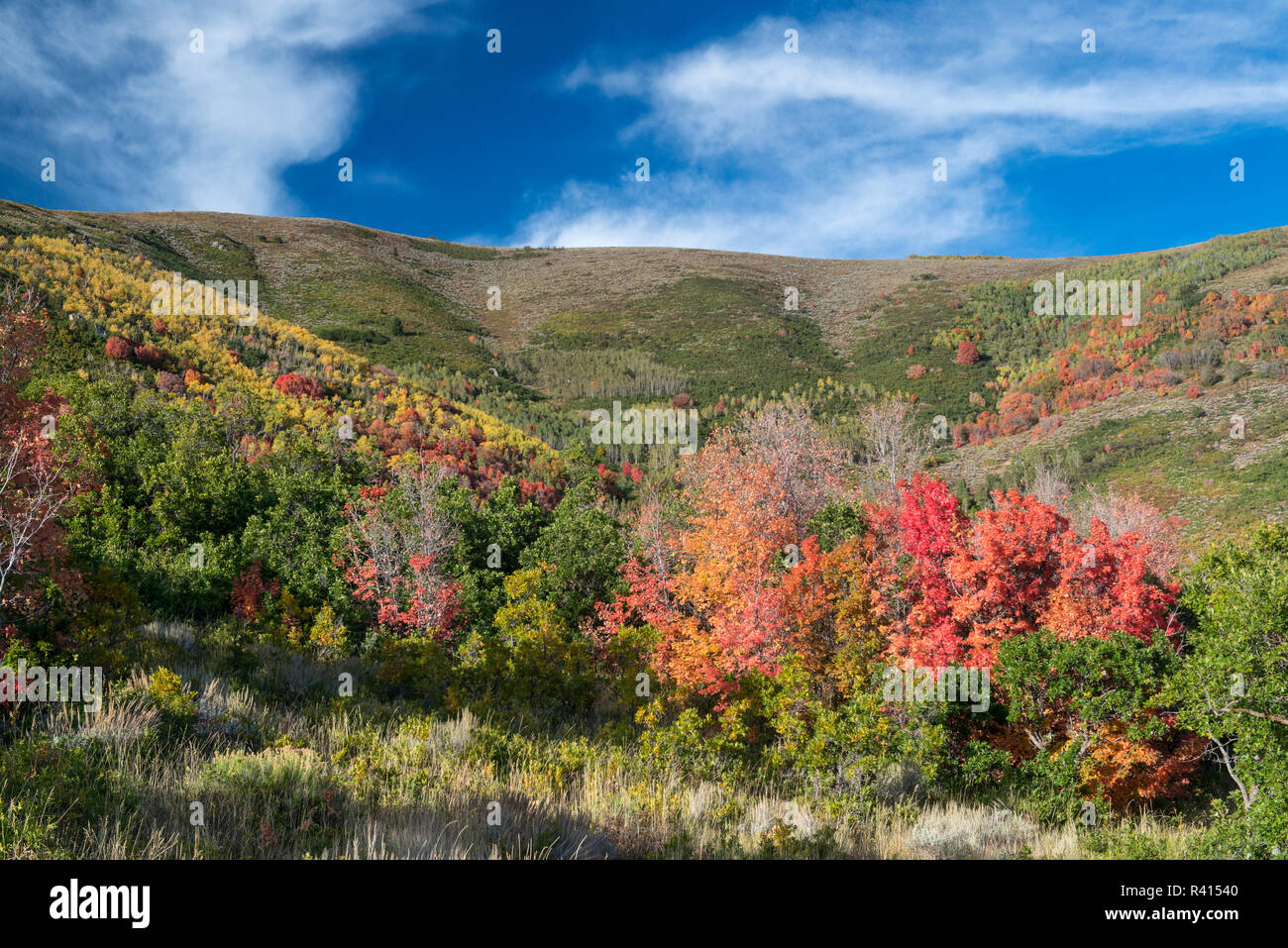 Gambel oak hi-res stock photography and images - Alamy