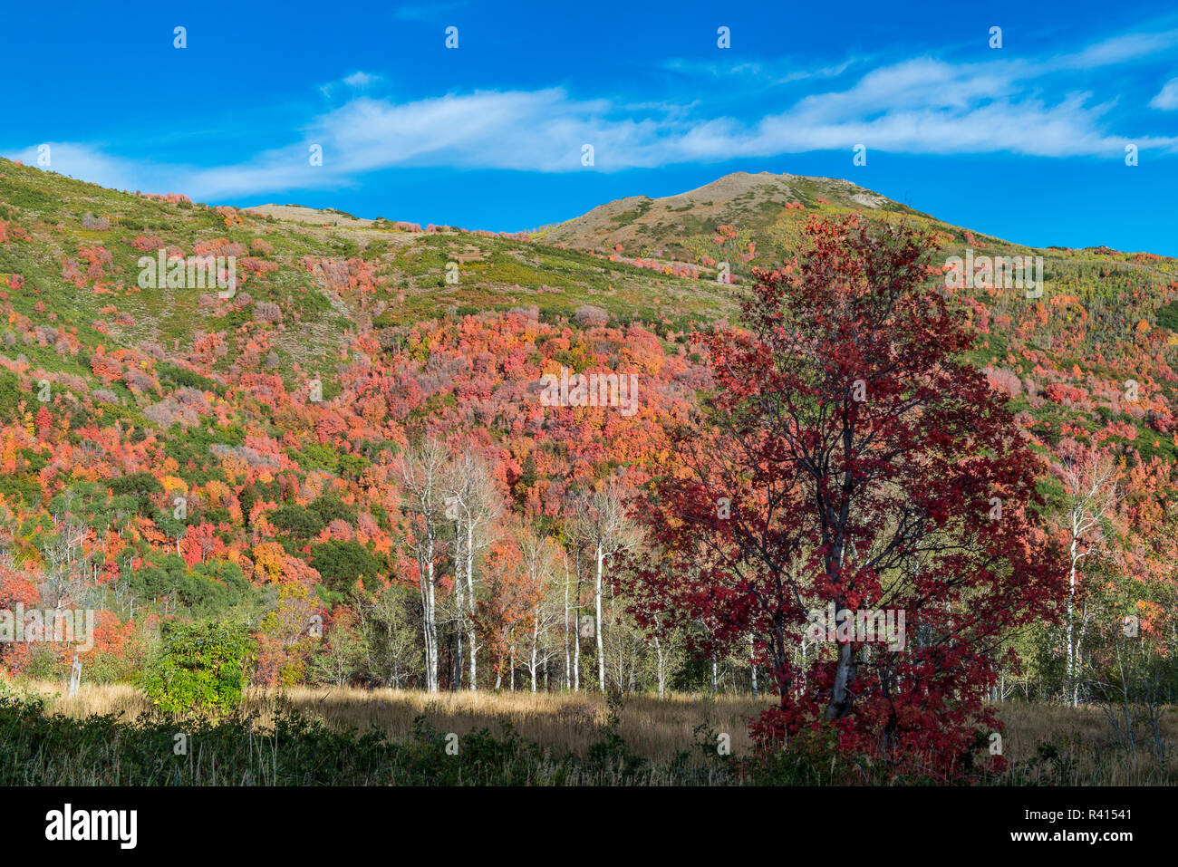 Fall Maples and Gambel Oak, Midway Utah Stock Photo - Alamy