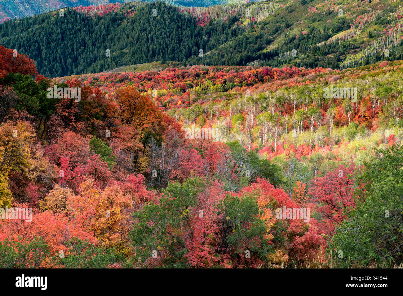 Wasatch cache national forest maple hi-res stock photography and images ...