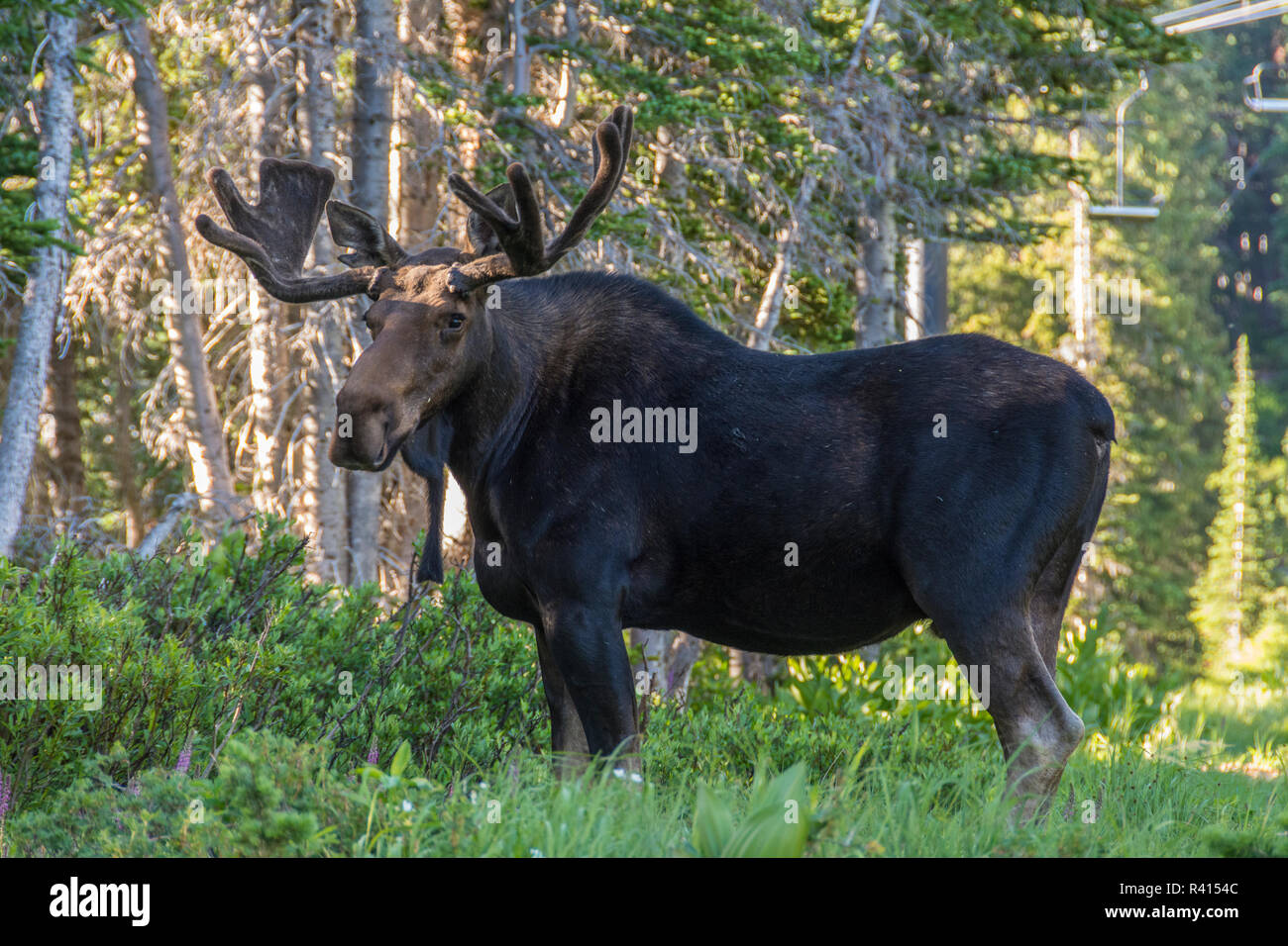 City of moose lake hi-res stock photography and images - Alamy