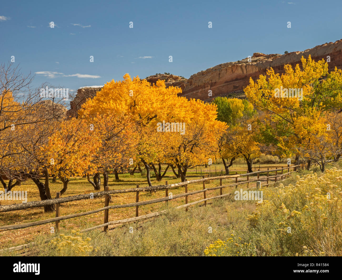 Utah, Capitol Reef National Park, Orchard and Waterpocket Fold ...