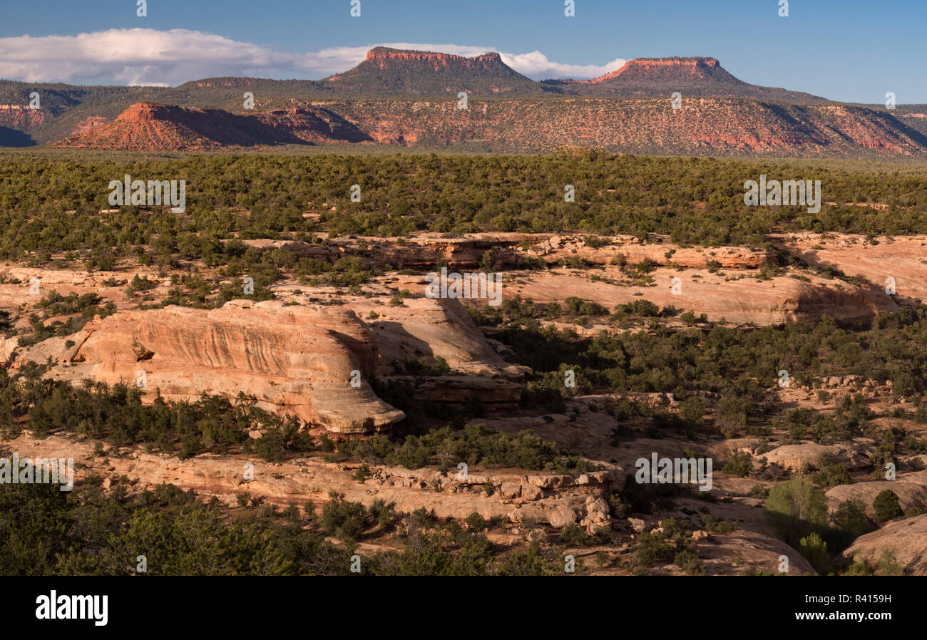 USA, Utah. The Bears Ears, Colorado Plateau, Bears Ears National ...
