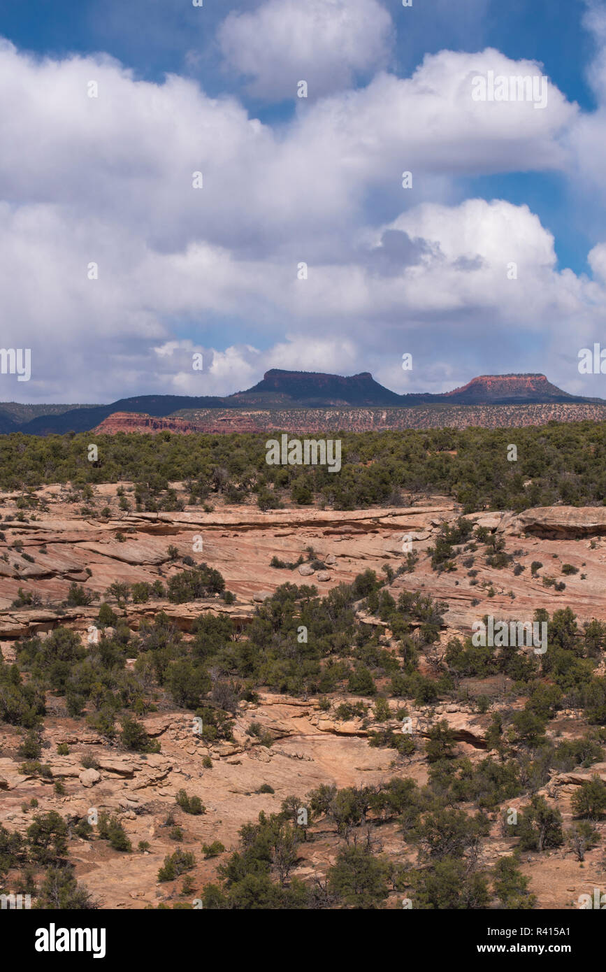 USA, Utah. The Bears Ears, Colorado Plateau, Bears Ears National ...