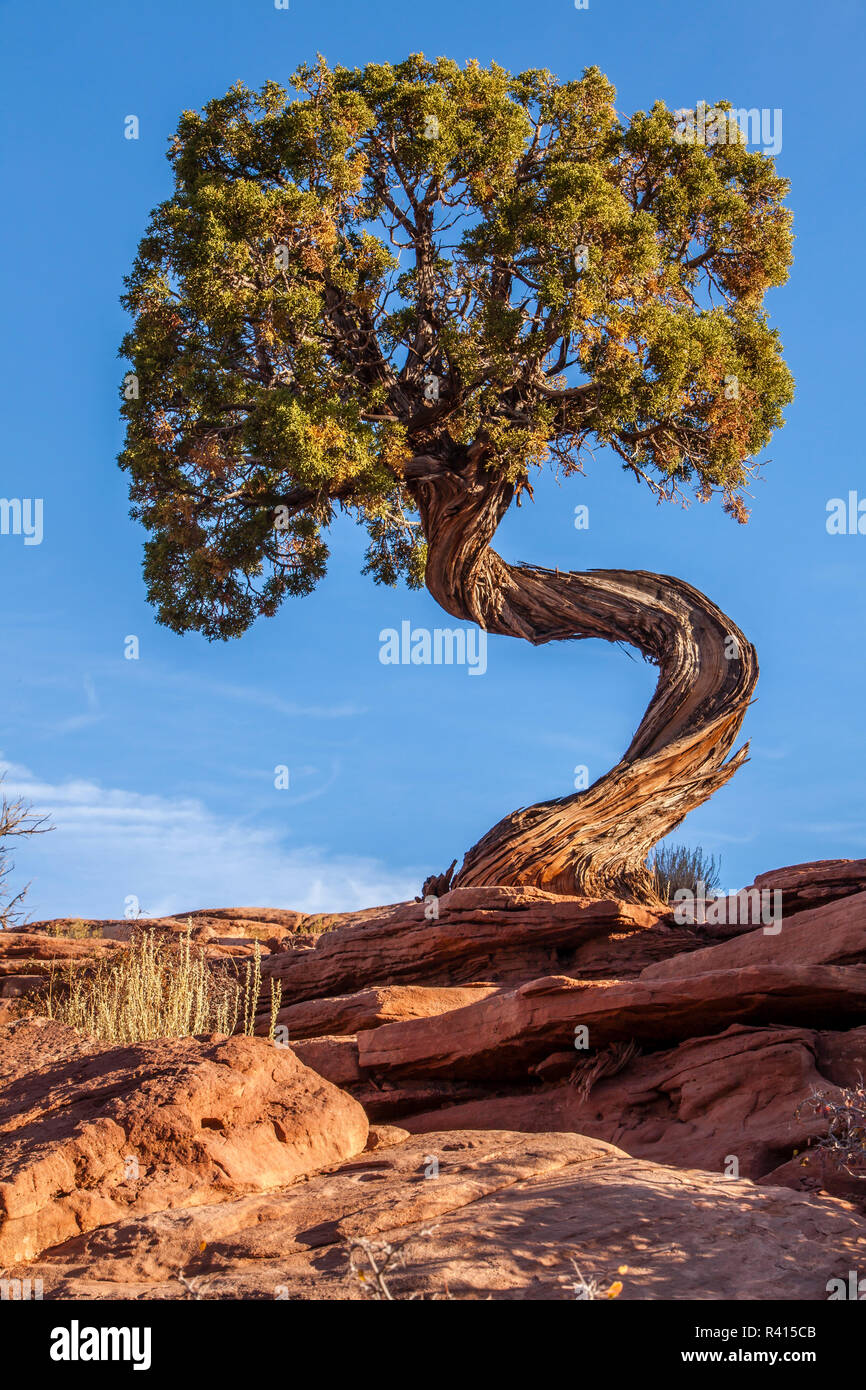 Twisted juniper hi-res stock photography and images - Alamy