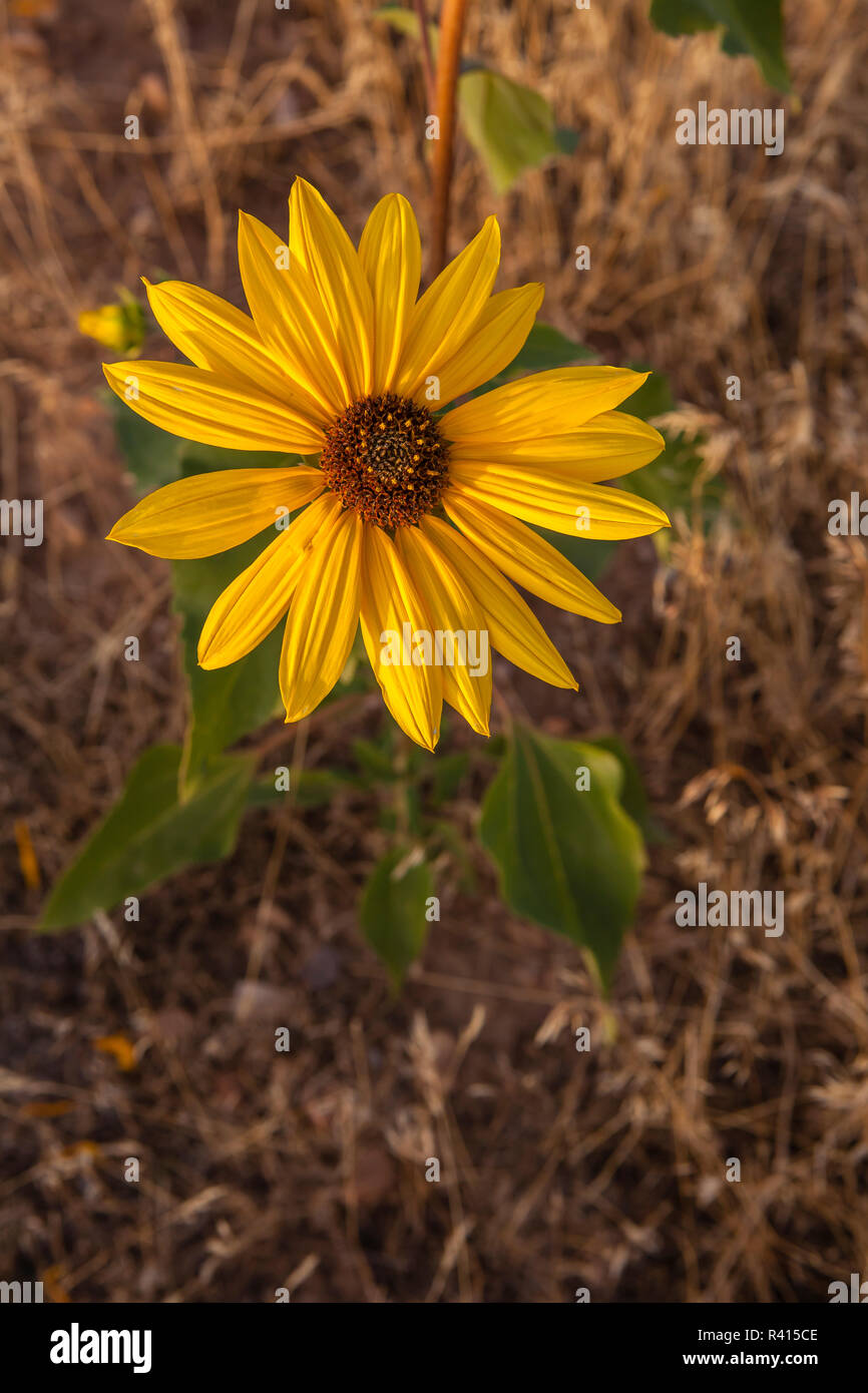 USA, Utah, Fillmore. Sunflower blooms (Helianthus annuus Stock Photo ...