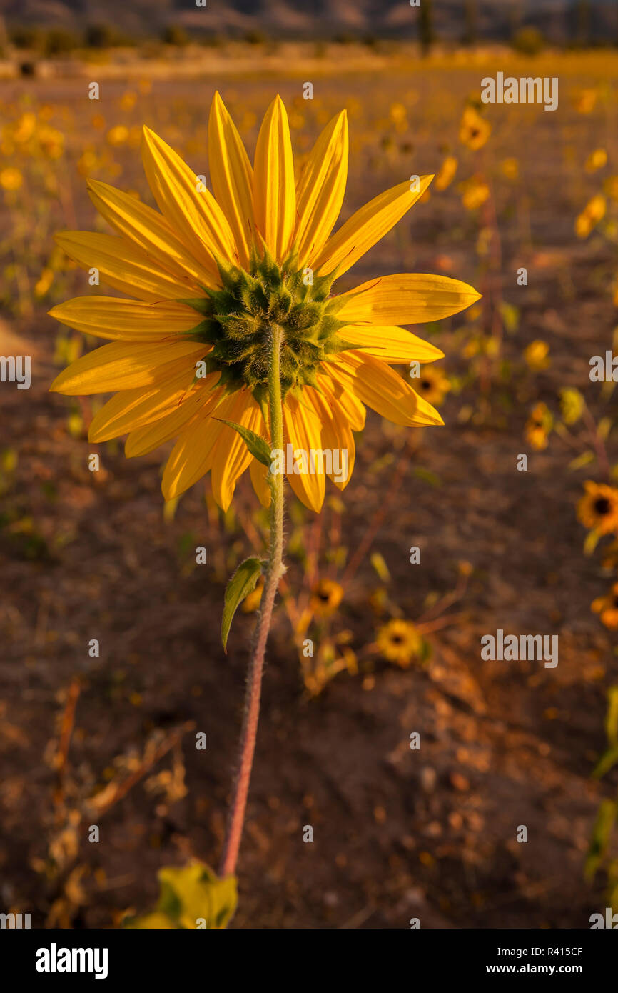 USA, Utah, Fillmore. Sunflower blooms (Helianthus annuus Stock Photo ...