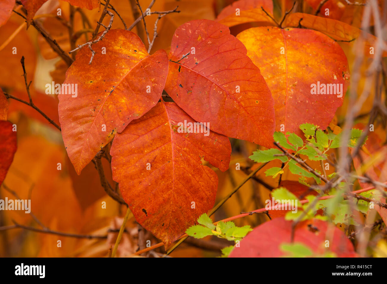 USA, Utah, Moab. Poison Ivy in Fall color in Negro Bill (William ...