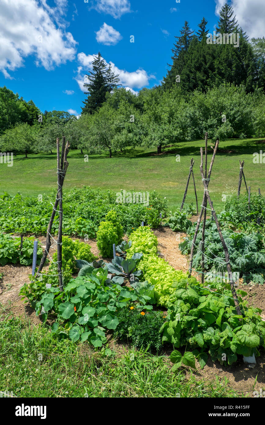 Vegetable garden, Billings Farm and Museum, Woodstock, Vermont, USA ...