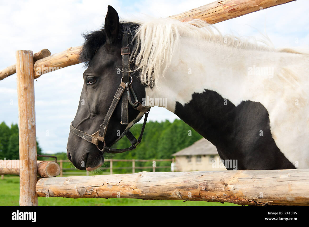 Horse head mane dappled hi-res stock photography and images - Alamy