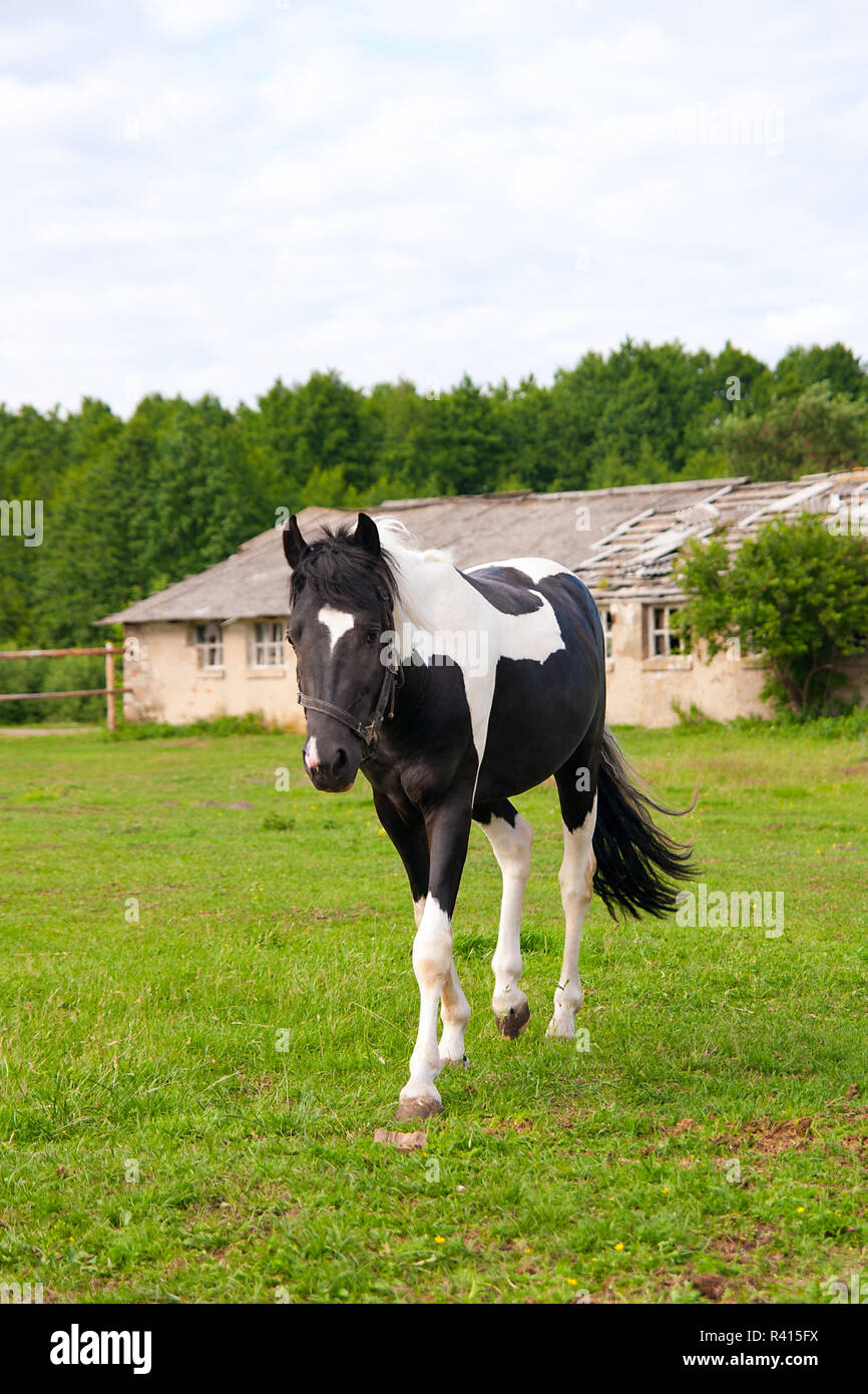 Horse walk gait hi-res stock photography and images - Alamy
