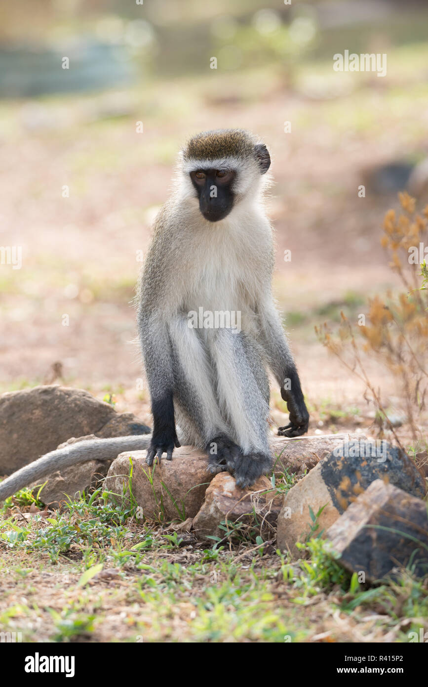 Monkey sitting on rock face hi-res stock photography and images - Alamy