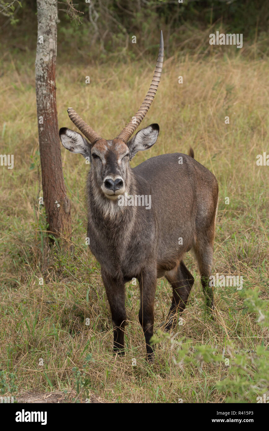 Winking animal hi-res stock photography and images - Alamy