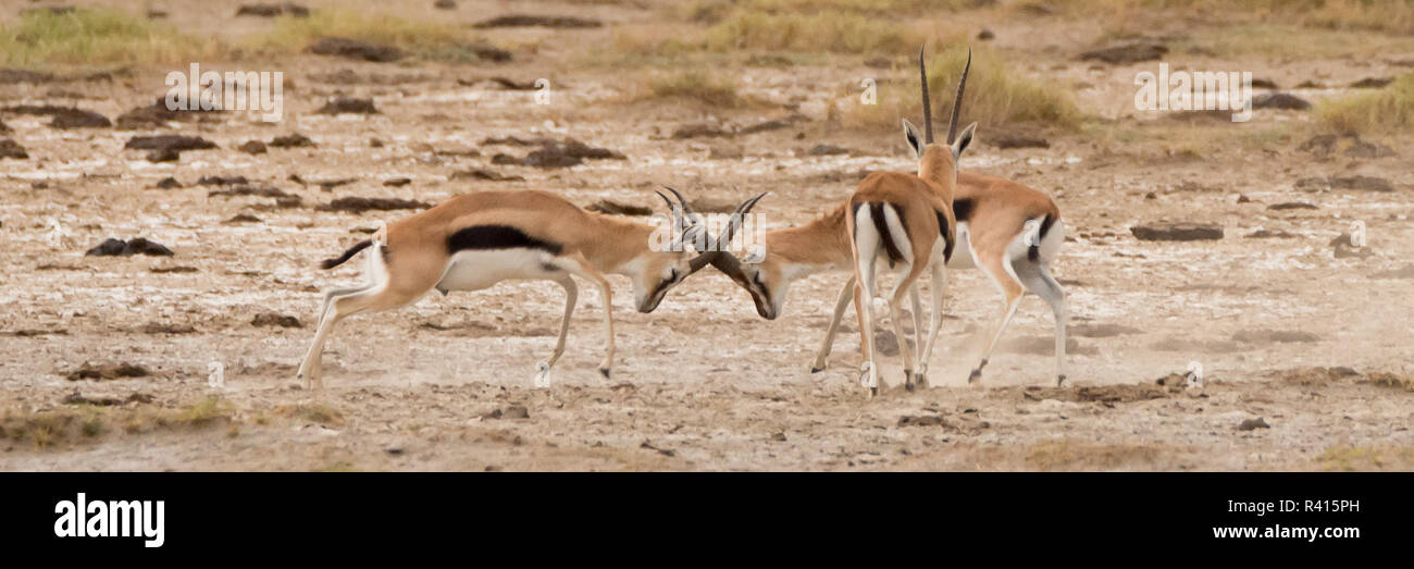 Gazelle fighting with horns hi-res stock photography and images - Alamy