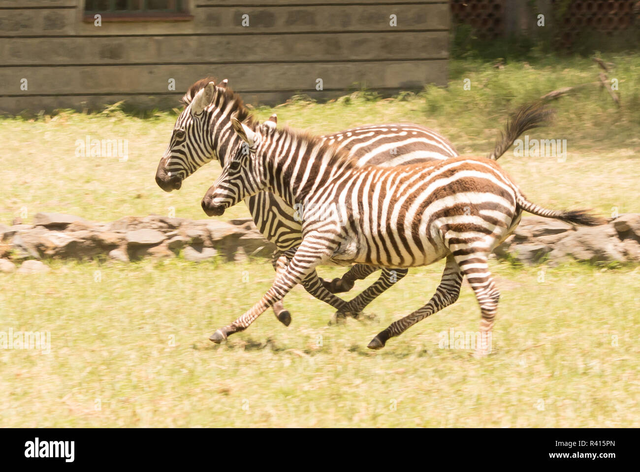 Two young zebra galloping together beside building Stock Photo - Alamy