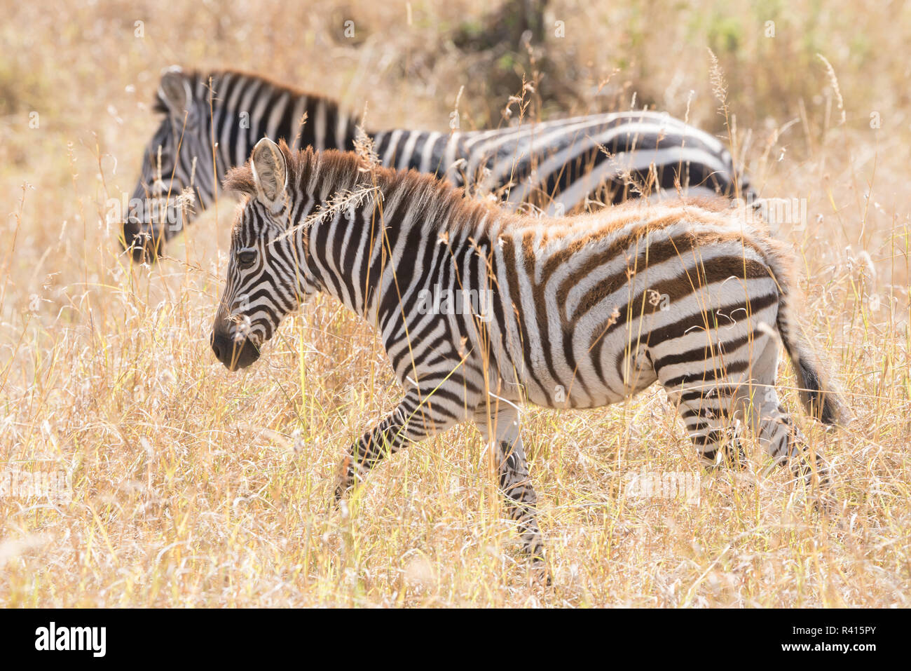 Zebra and foal walk side-by-side on savannah Stock Photo - Alamy