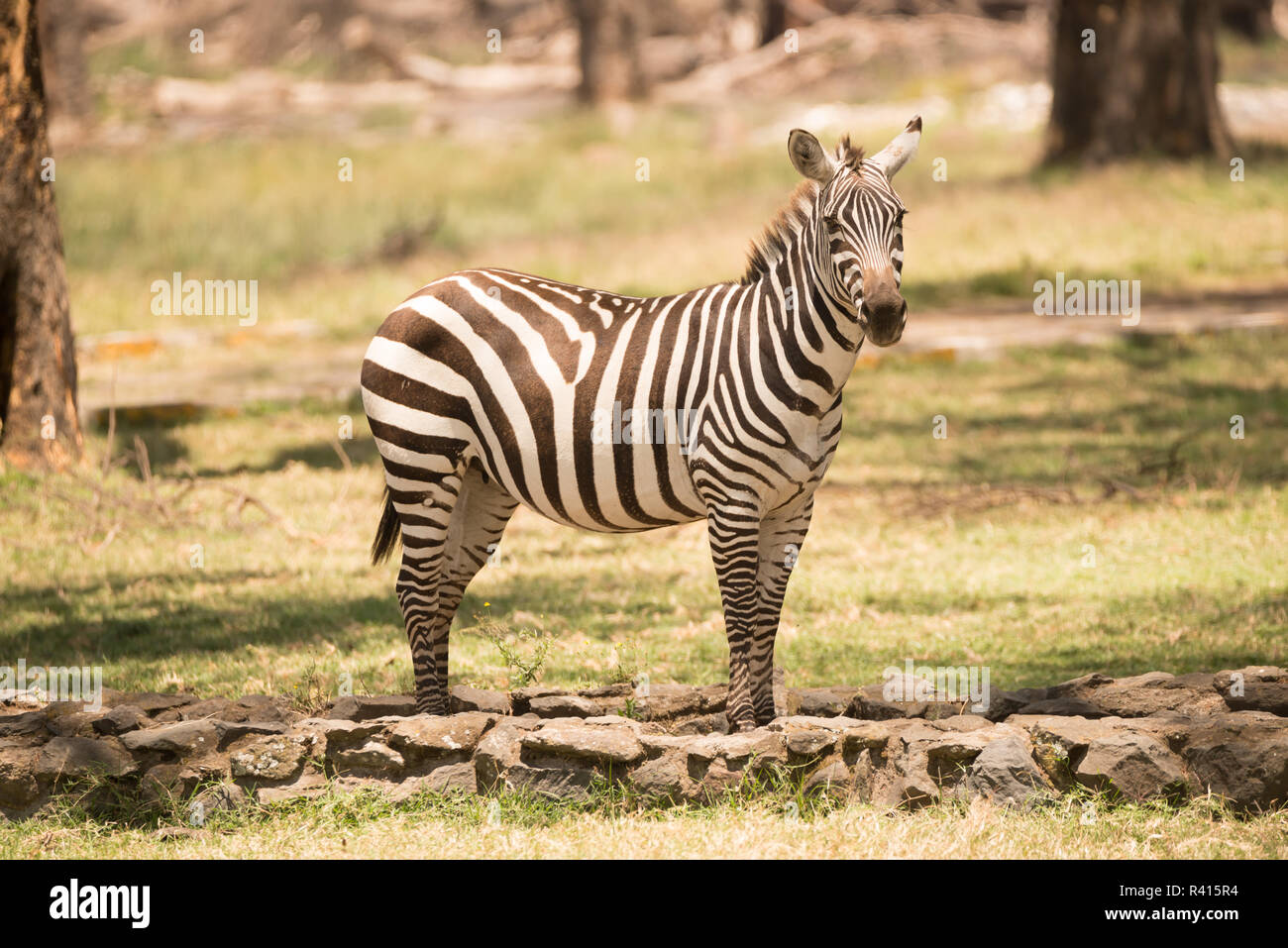 Zebra standing on path looking at camera Stock Photo - Alamy
