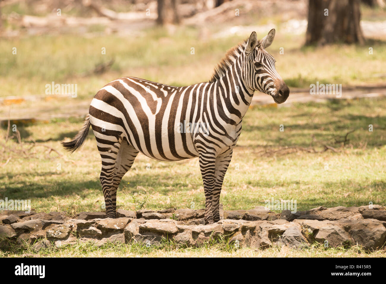 Zebra standing on path looking towards camera Stock Photo - Alamy