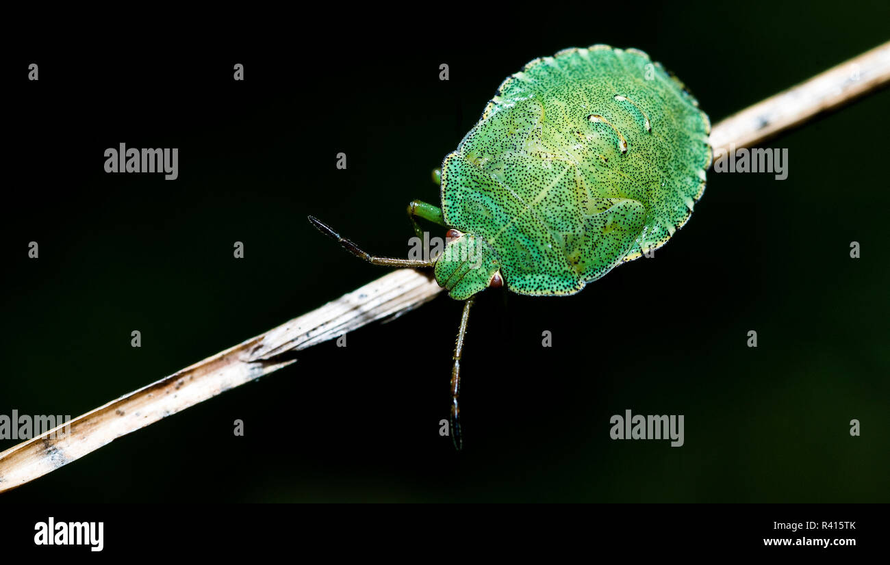 a larva of the green stink bug in close up view Stock Photo - Alamy