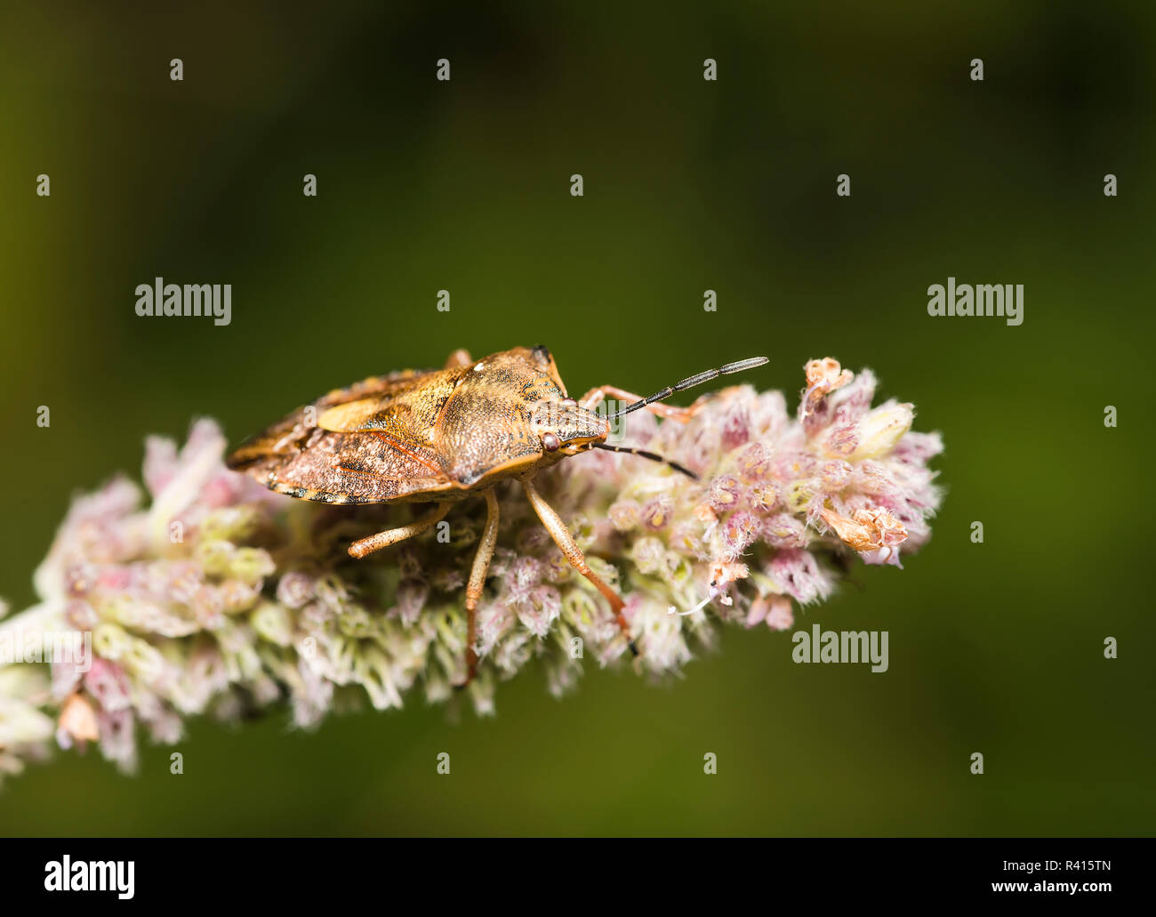 a larva of the berry bug in close up view Stock Photo - Alamy