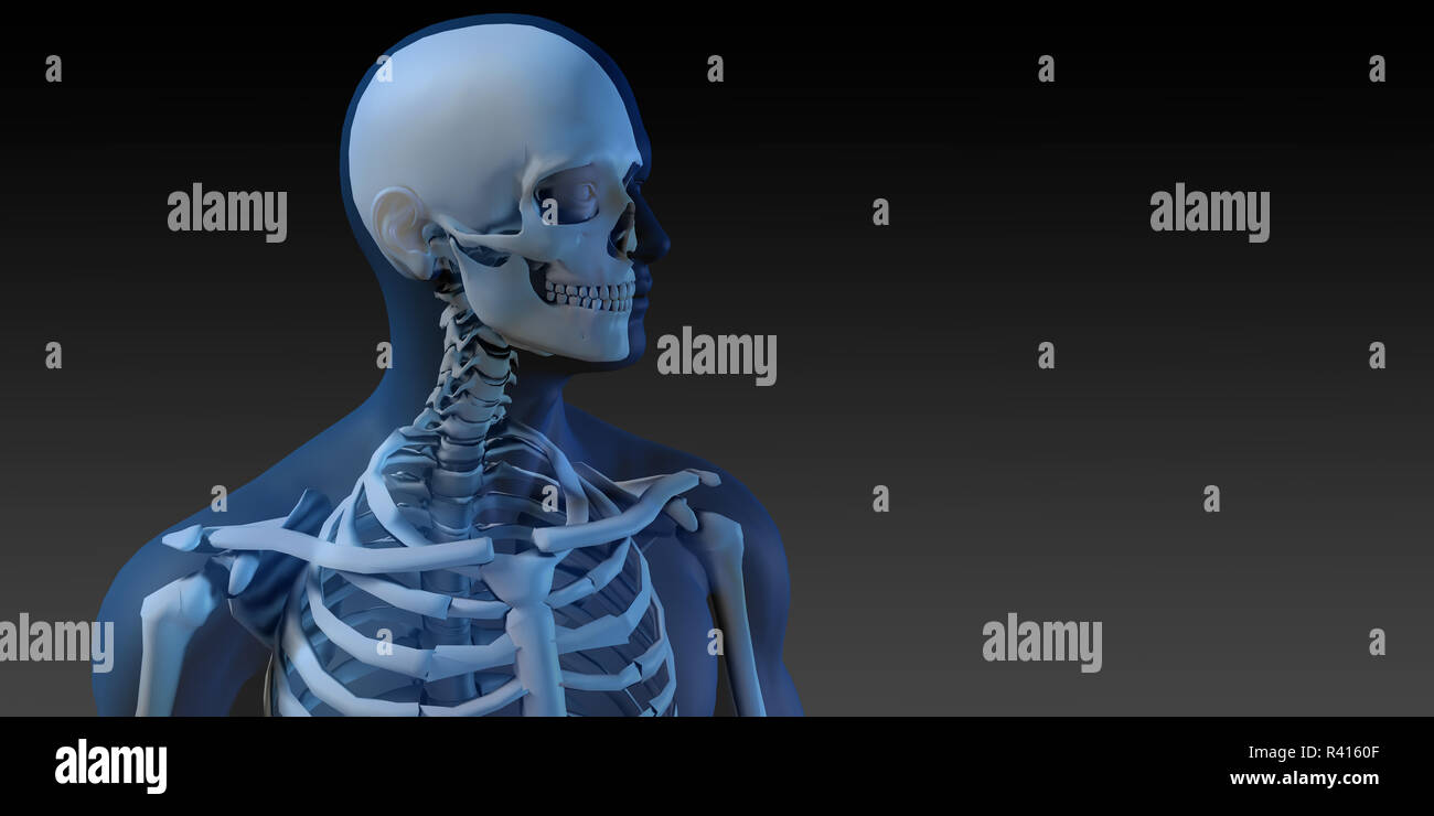 Human Anatomy with Visible Skeleton and Muscles Stock Photo - Alamy