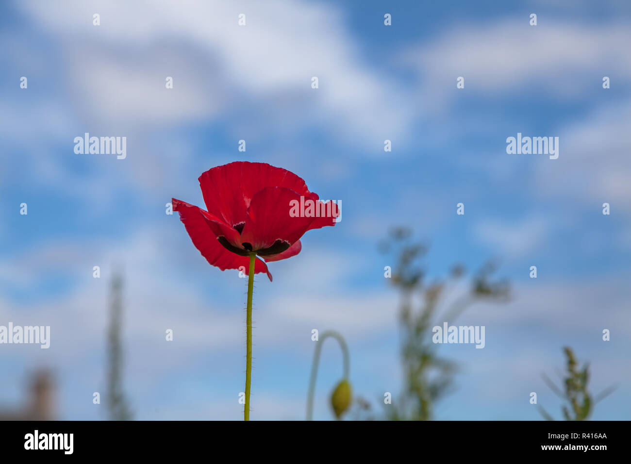Mohnblume knospe hi-res stock photography and images - Alamy