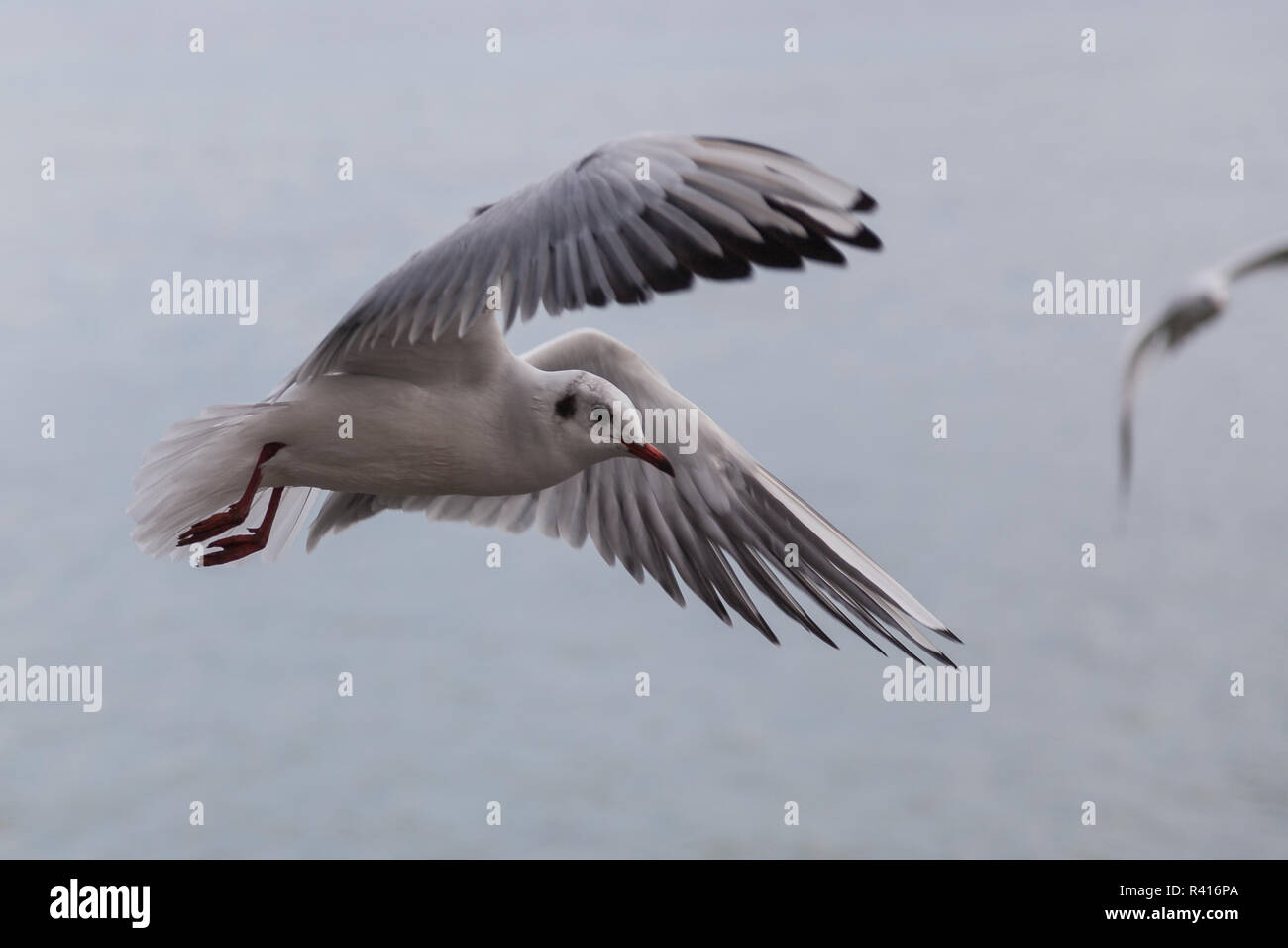 seagull in flight Stock Photo - Alamy