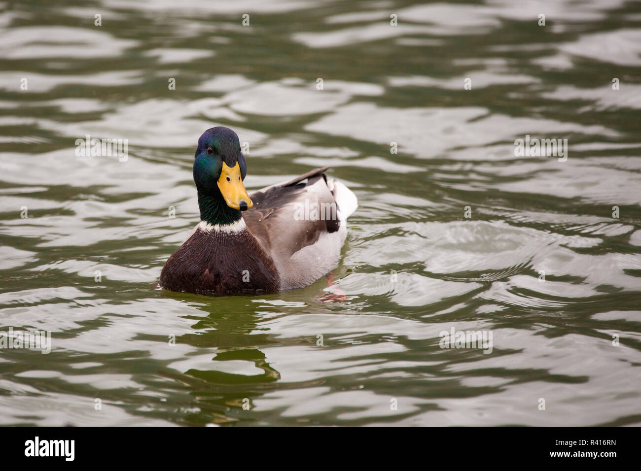 Mallard duck sitting down hi-res stock photography and images - Alamy