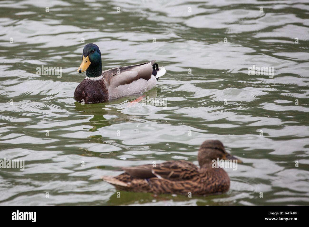 Mallard duck sitting down hi-res stock photography and images - Alamy