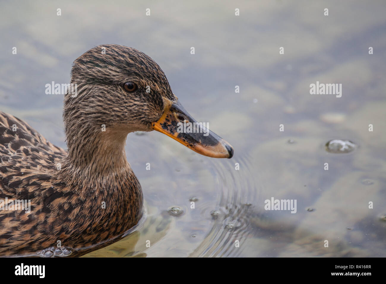 Mallard duck sitting down hi-res stock photography and images - Alamy